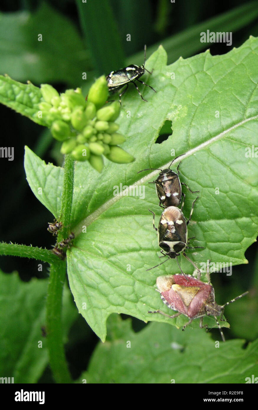 Insects mating hi-res stock photography and images - Alamy
