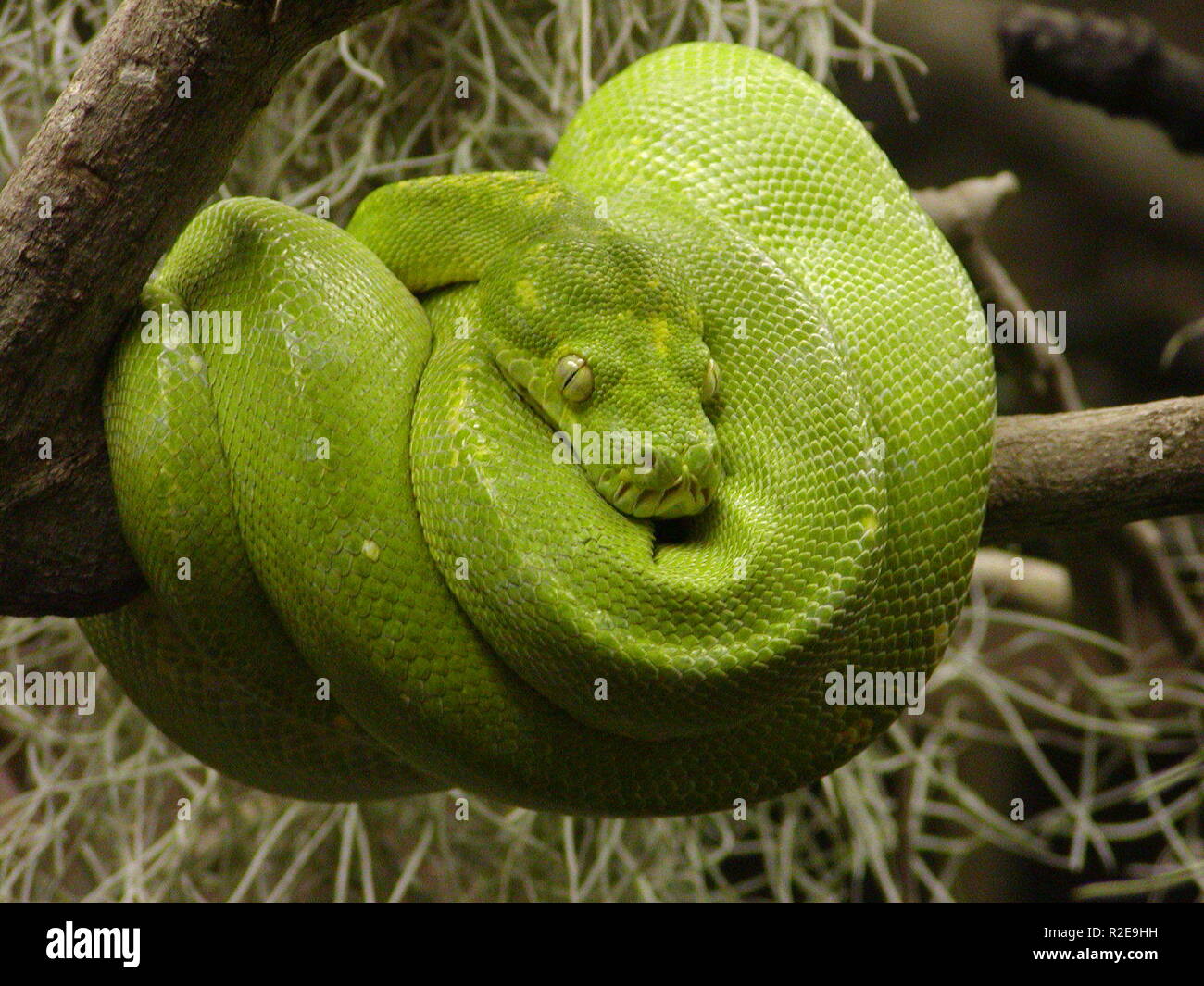 Baumpython hi-res stock photography and images - Alamy