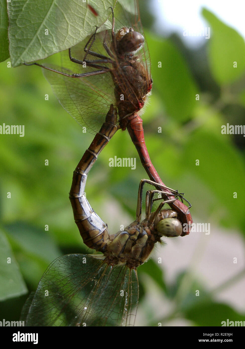 macro of two dragonflies Stock Photo - Alamy