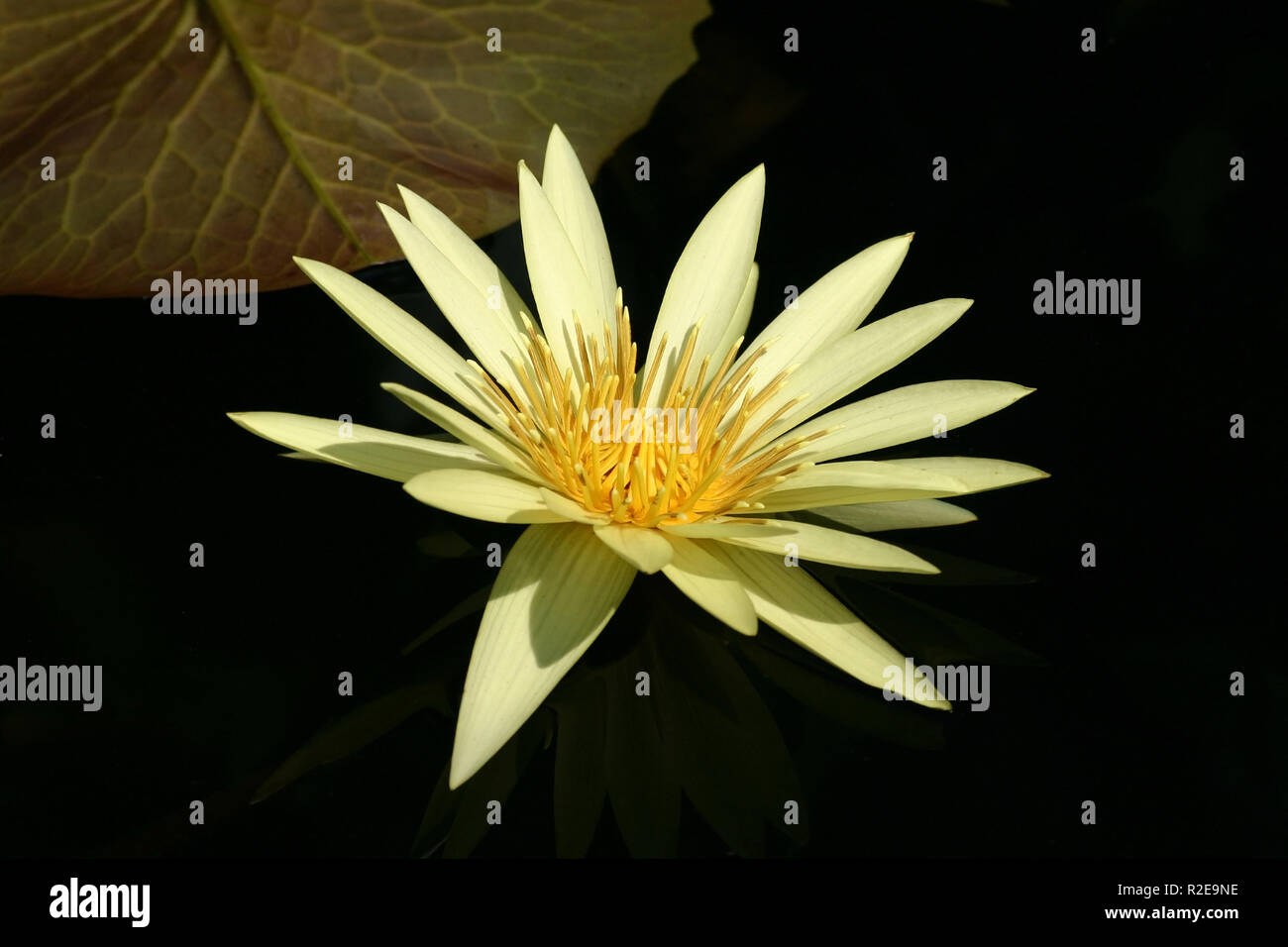 pond rose 1 Stock Photo - Alamy