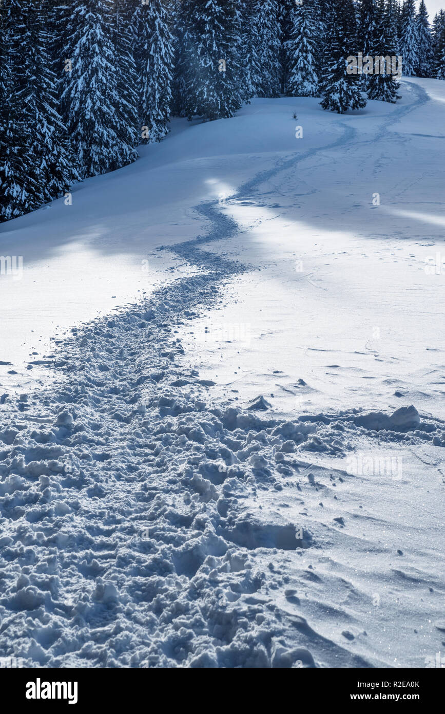 Beautiful winter landscape. Path in the snow going to the green firs at ...