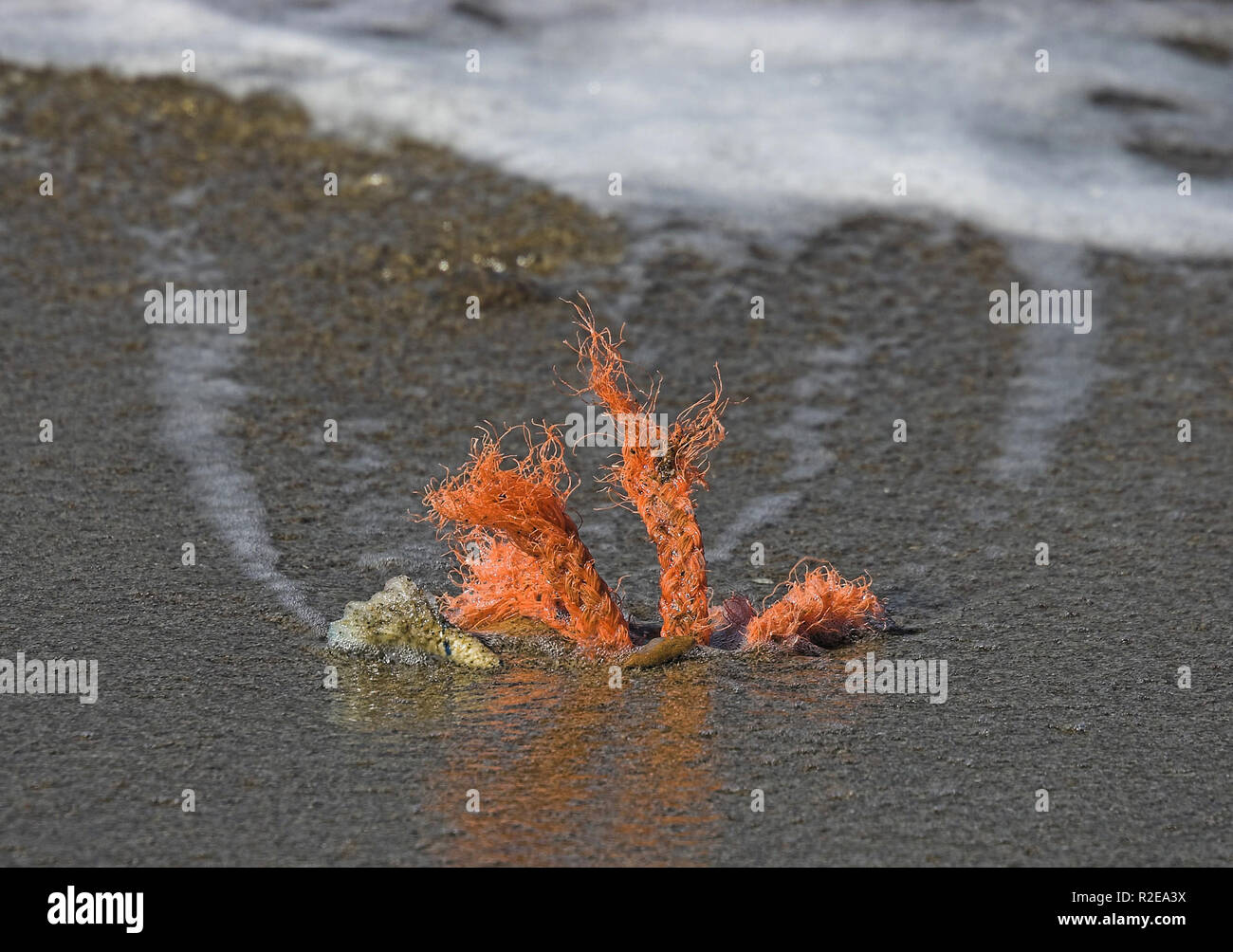 beach still life Stock Photo - Alamy
