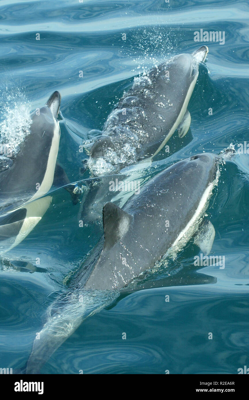 dolphins in a pack of three Stock Photo - Alamy