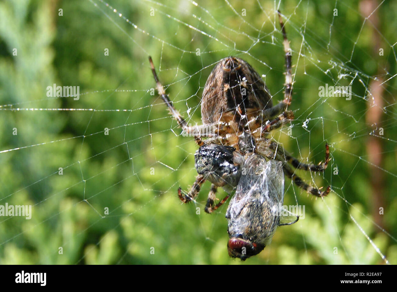 Fighting spiders hi-res stock photography and images - Alamy