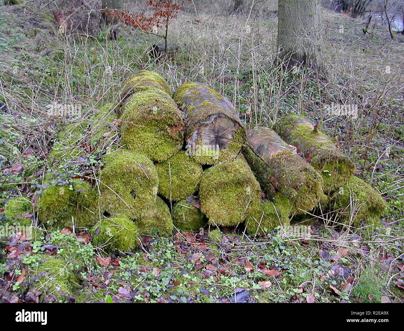 Rotten grass hi-res stock photography and images - Alamy