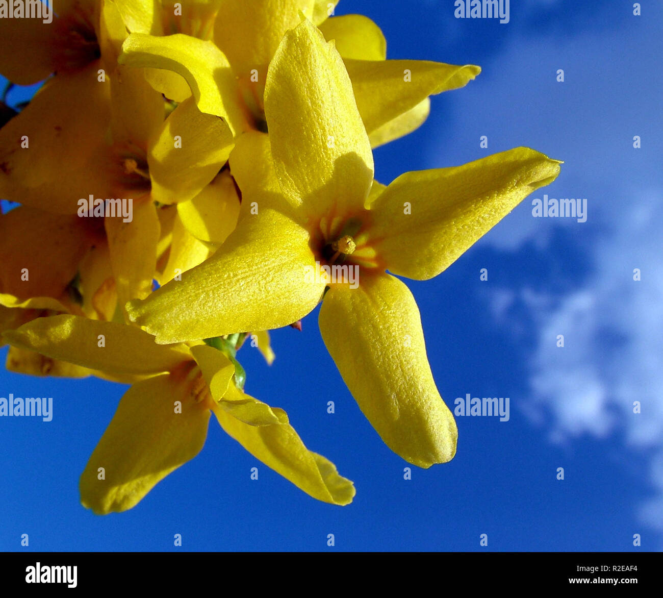 symbol of spring Stock Photo - Alamy