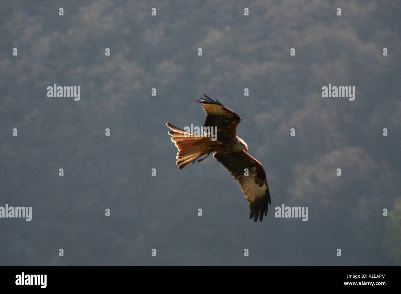 High elevation birds hi-res stock photography and images - Alamy