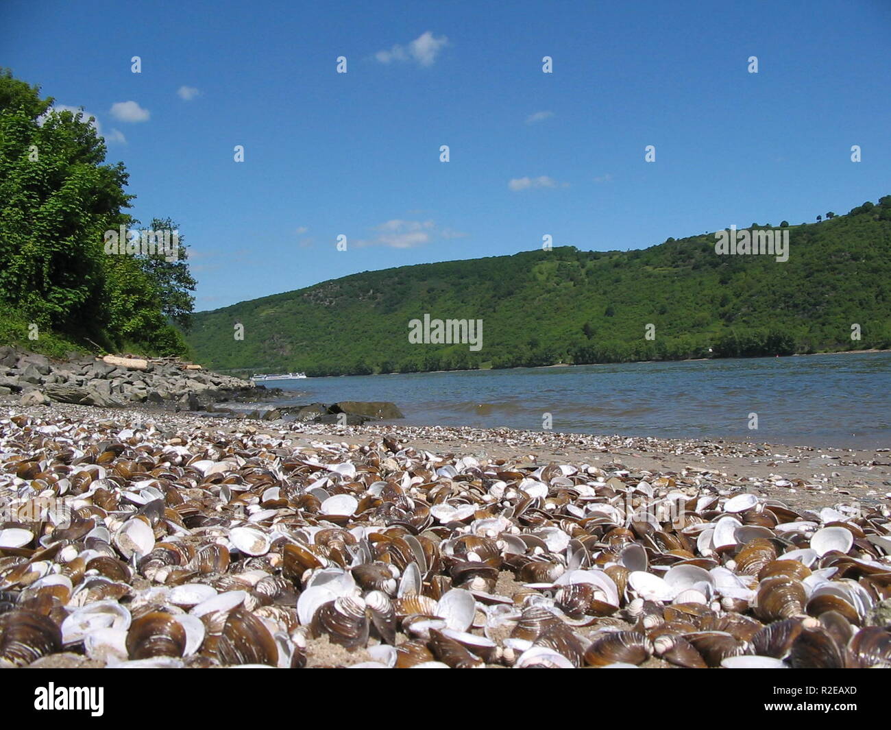 shells on the rhine beach Stock Photo - Alamy