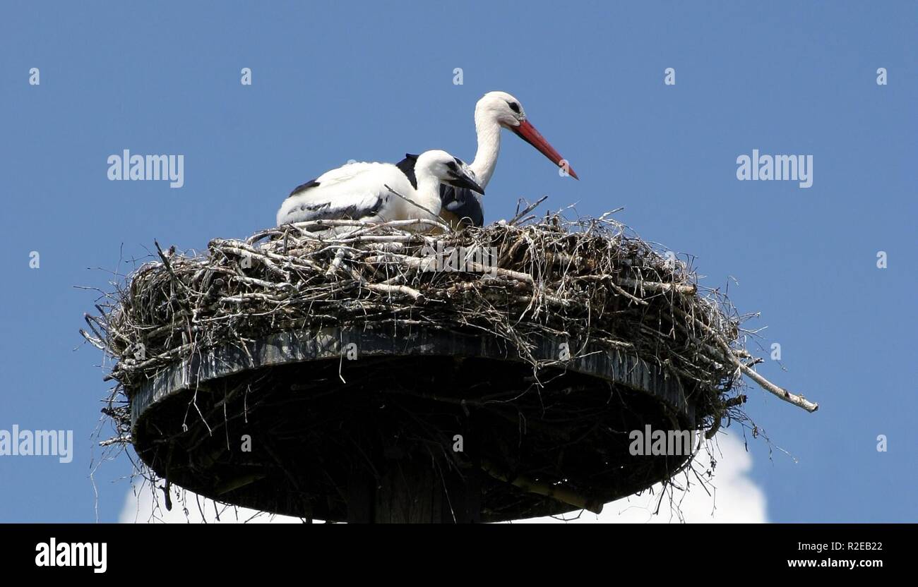 and how do get the stork children Stock Photo - Alamy