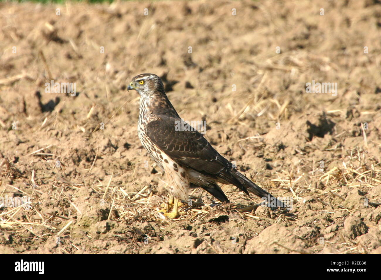 buzzard 18 2 Stock Photo - Alamy
