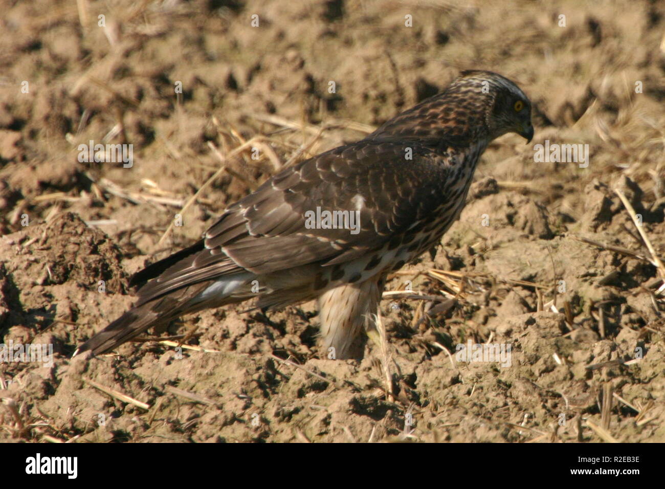 Mice buzzard hi-res stock photography and images - Alamy