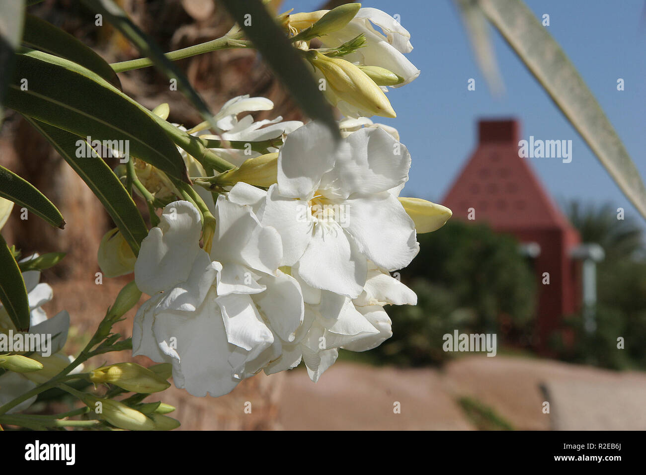 Spring in egypt hi-res stock photography and images - Alamy