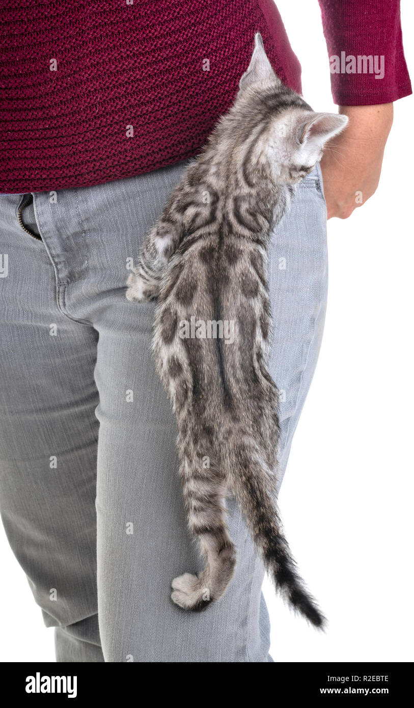 Cat climbing white background hi-res stock photography and images - Alamy