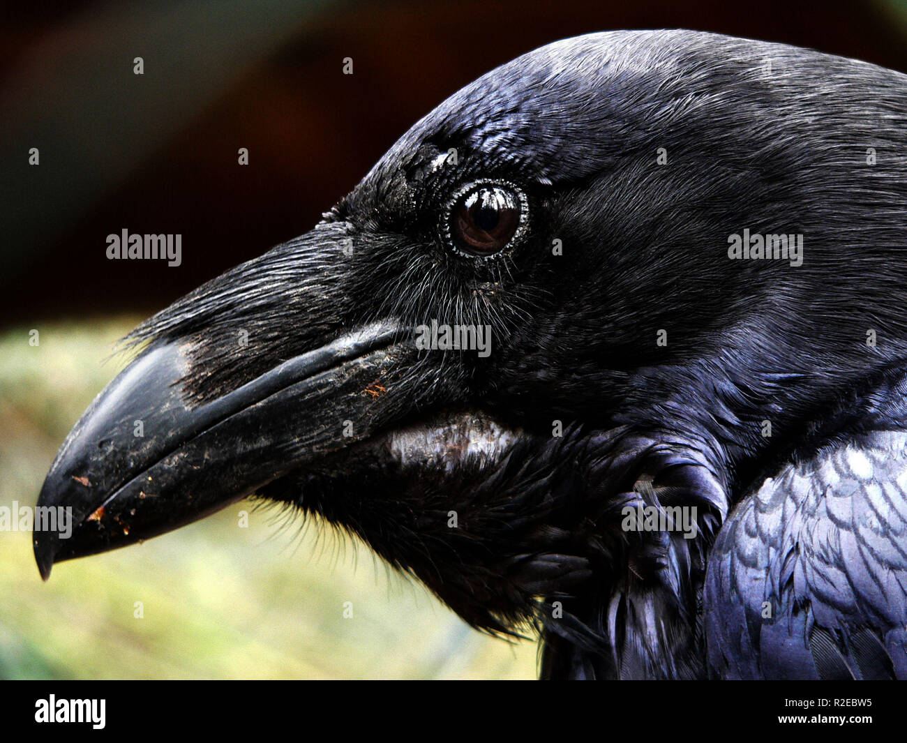 The raven edgar alan poe hi-res stock photography and images - Alamy