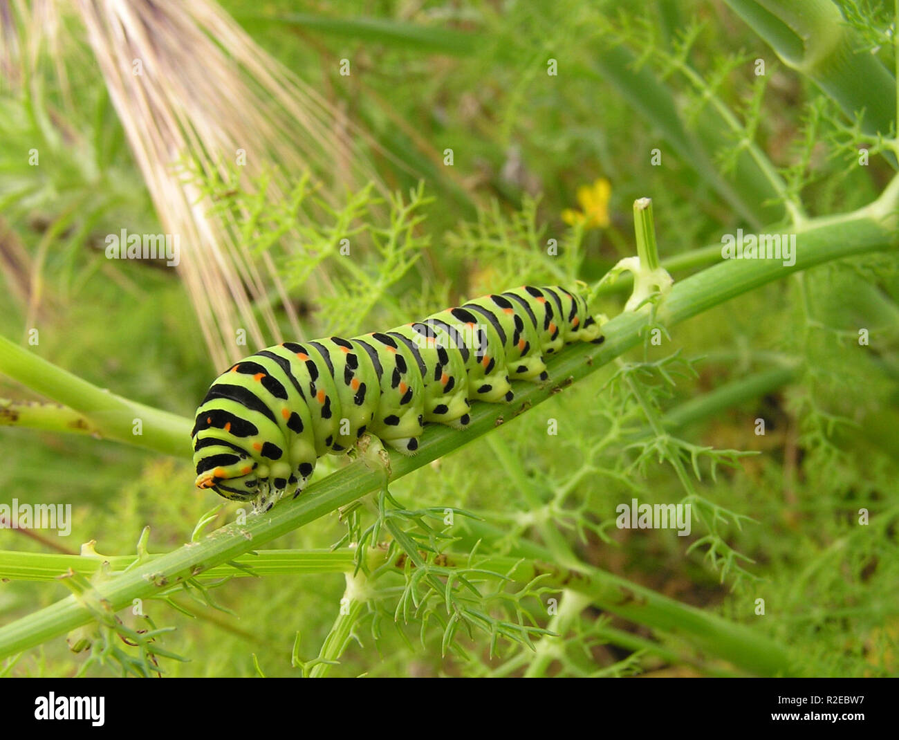 Caterpillar close hi-res stock photography and images - Alamy