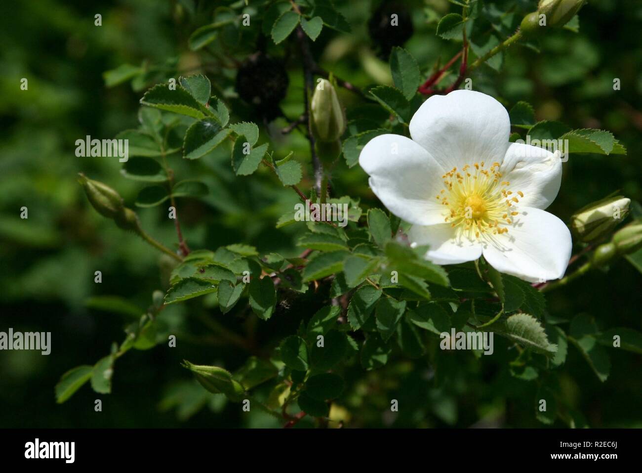 Wildrose flower garden hi-res stock photography and images - Alamy
