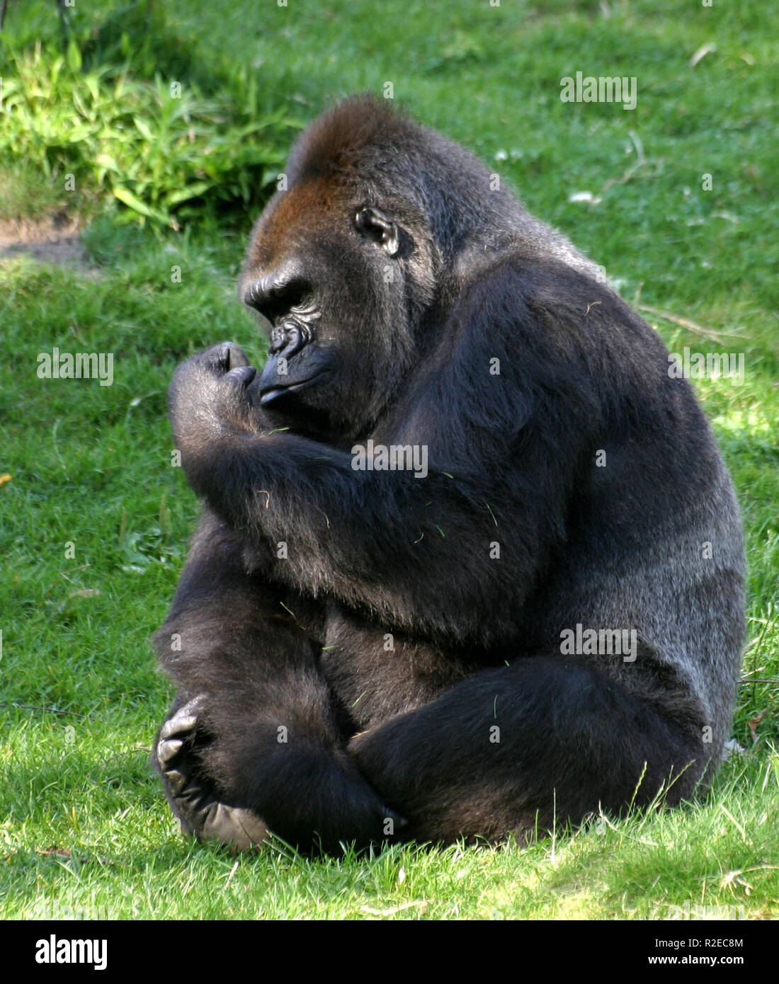 Regenwaldbewohner hi-res stock photography and images - Alamy