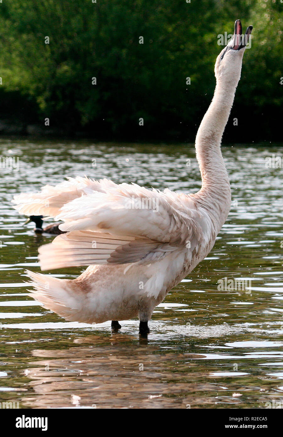 Swan stretch hi-res stock photography and images - Alamy