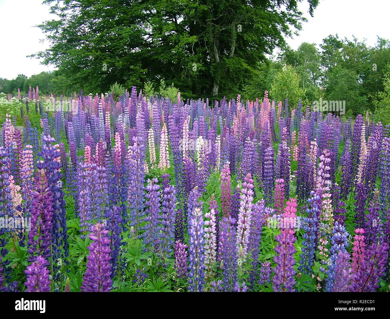 mixed lupin field Stock Photo - Alamy