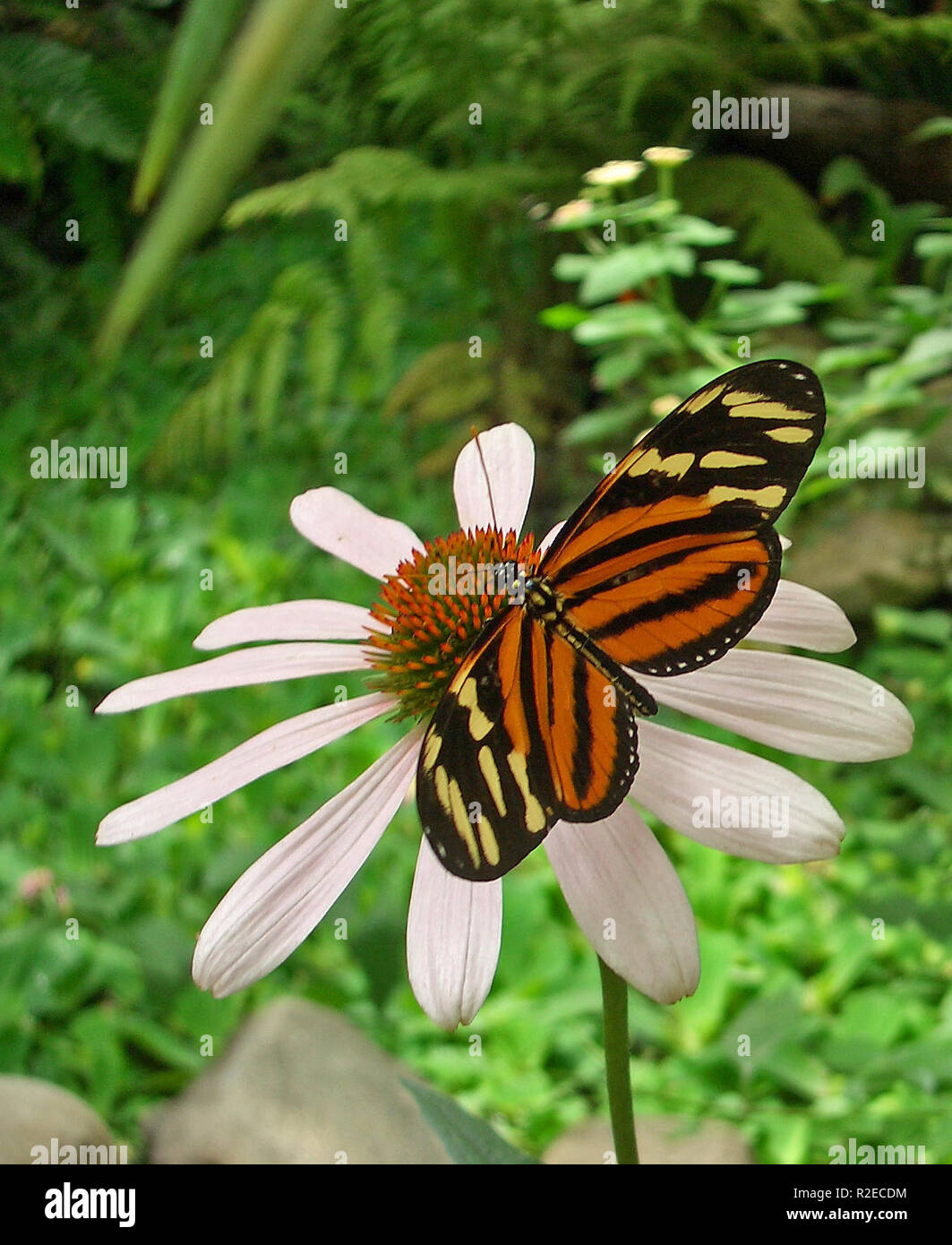 Butterfly 7 hi-res stock photography and images - Alamy