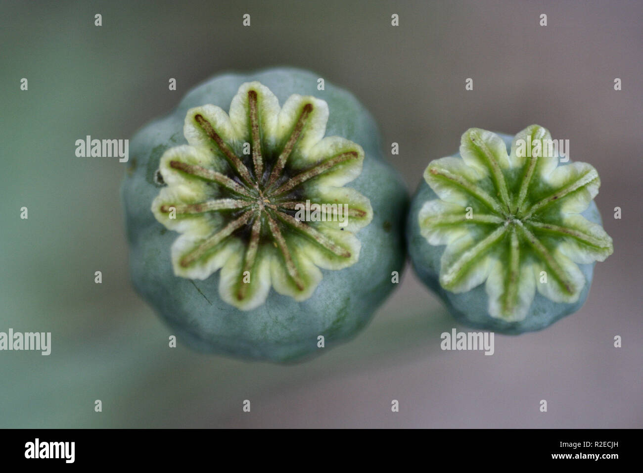 Double poppy hi-res stock photography and images - Alamy