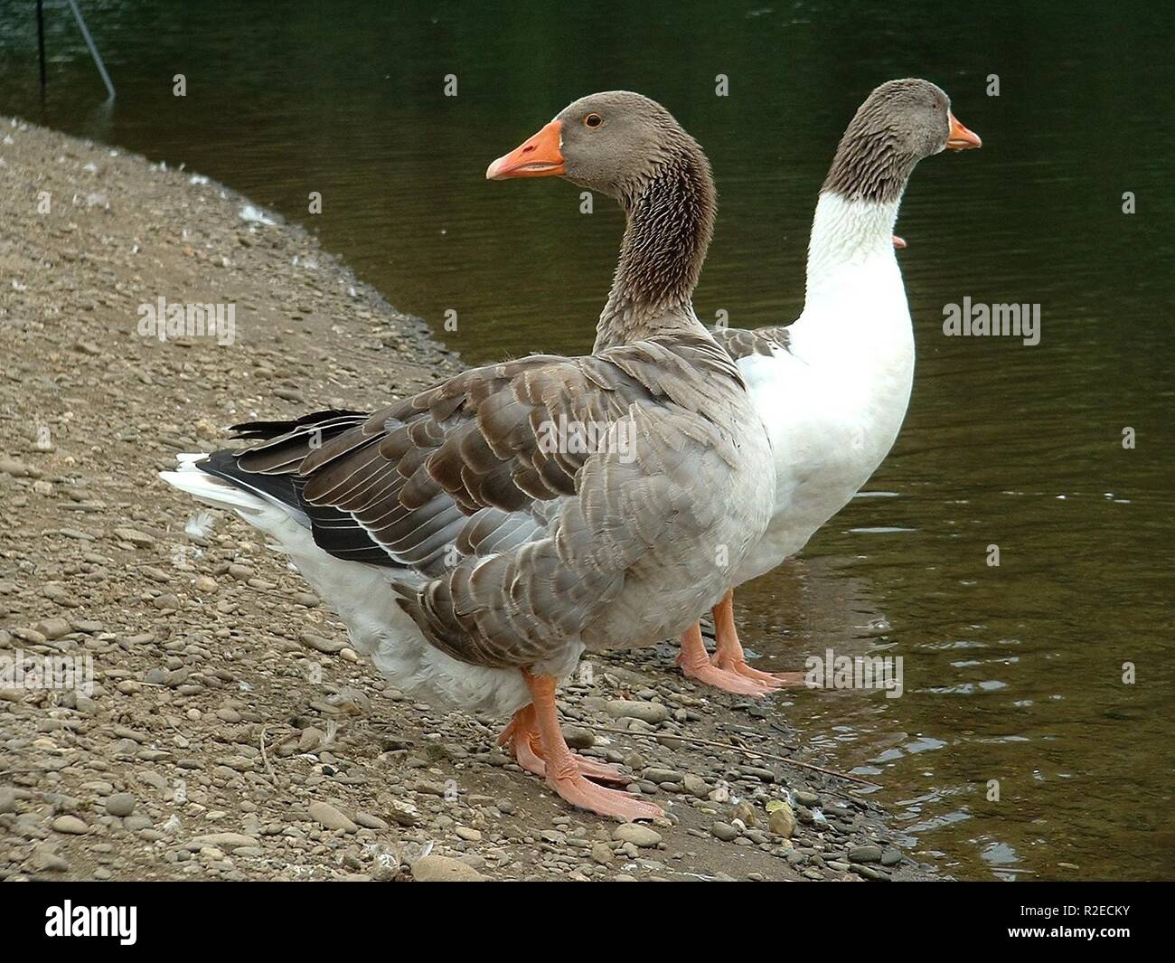 Bird looking backwards hi-res stock photography and images - Alamy
