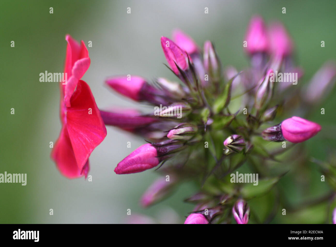 Striver hi-res stock photography and images - Alamy