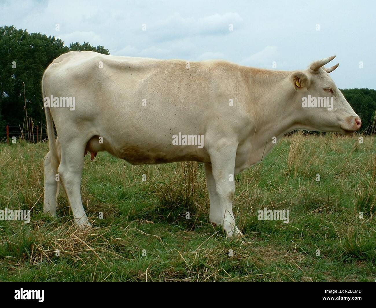 Albino cow hi-res stock photography and images - Alamy