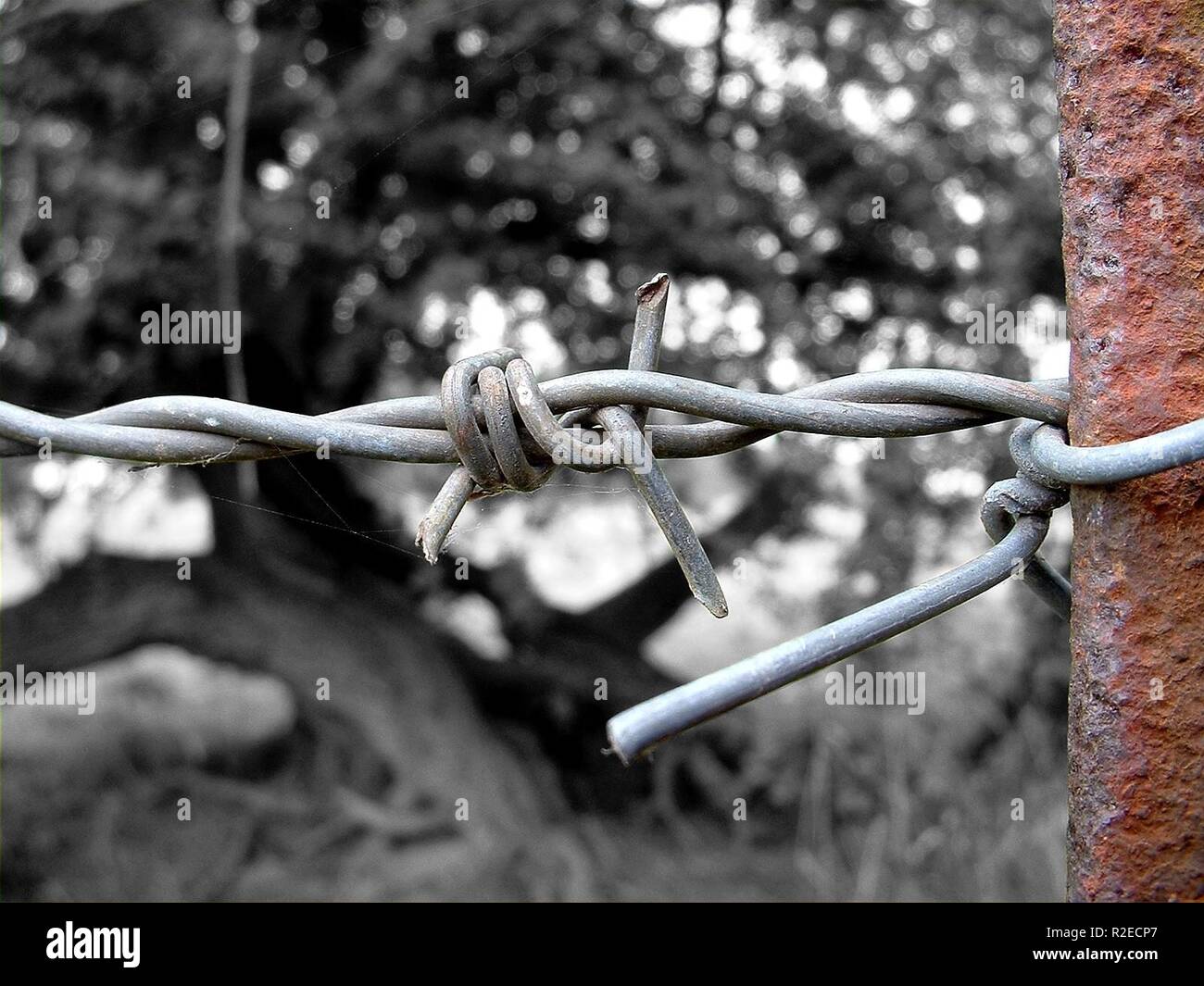 Fence barbed wire loop hi-res stock photography and images - Alamy