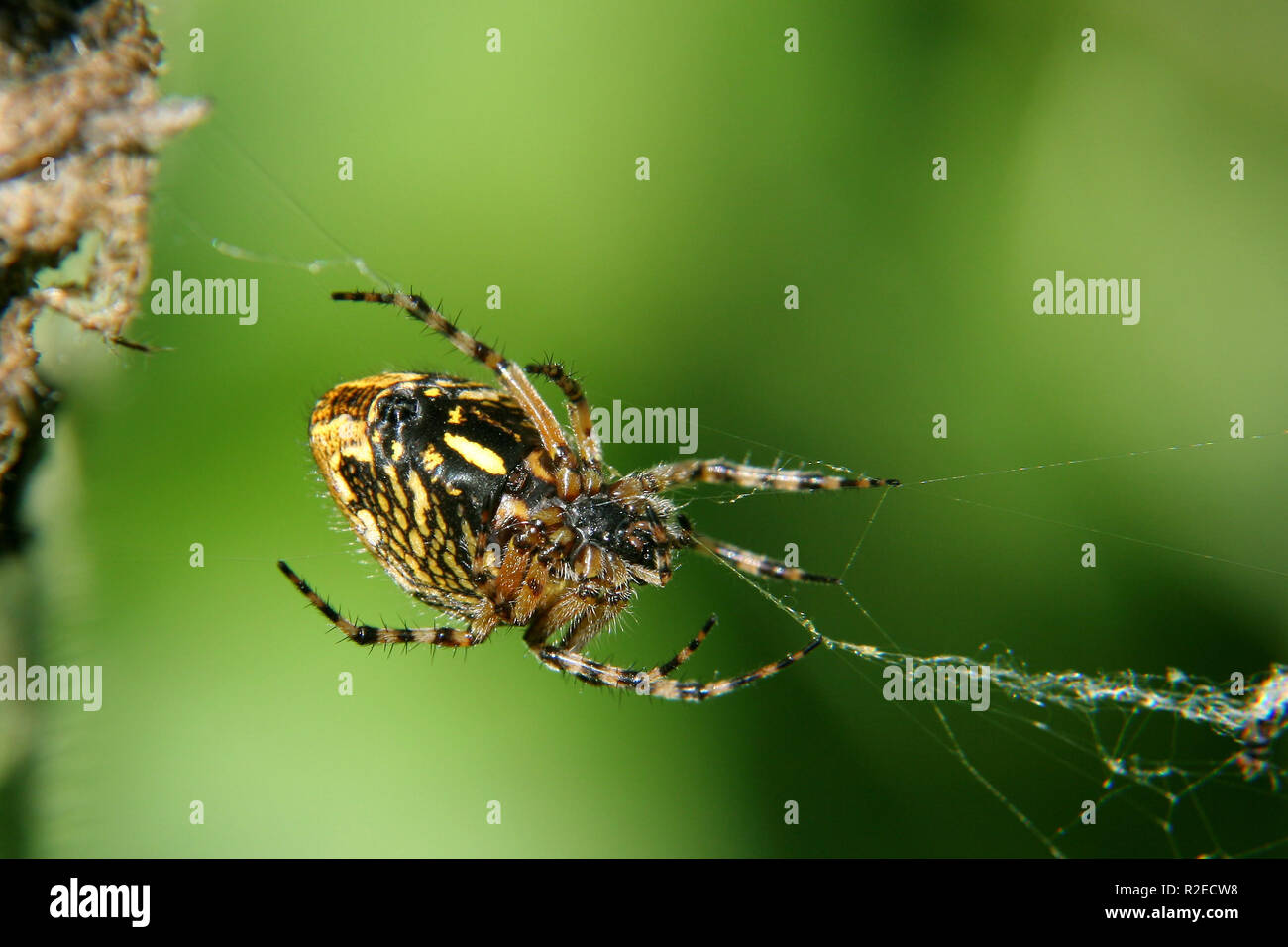 Radnetzspinne hi-res stock photography and images - Alamy