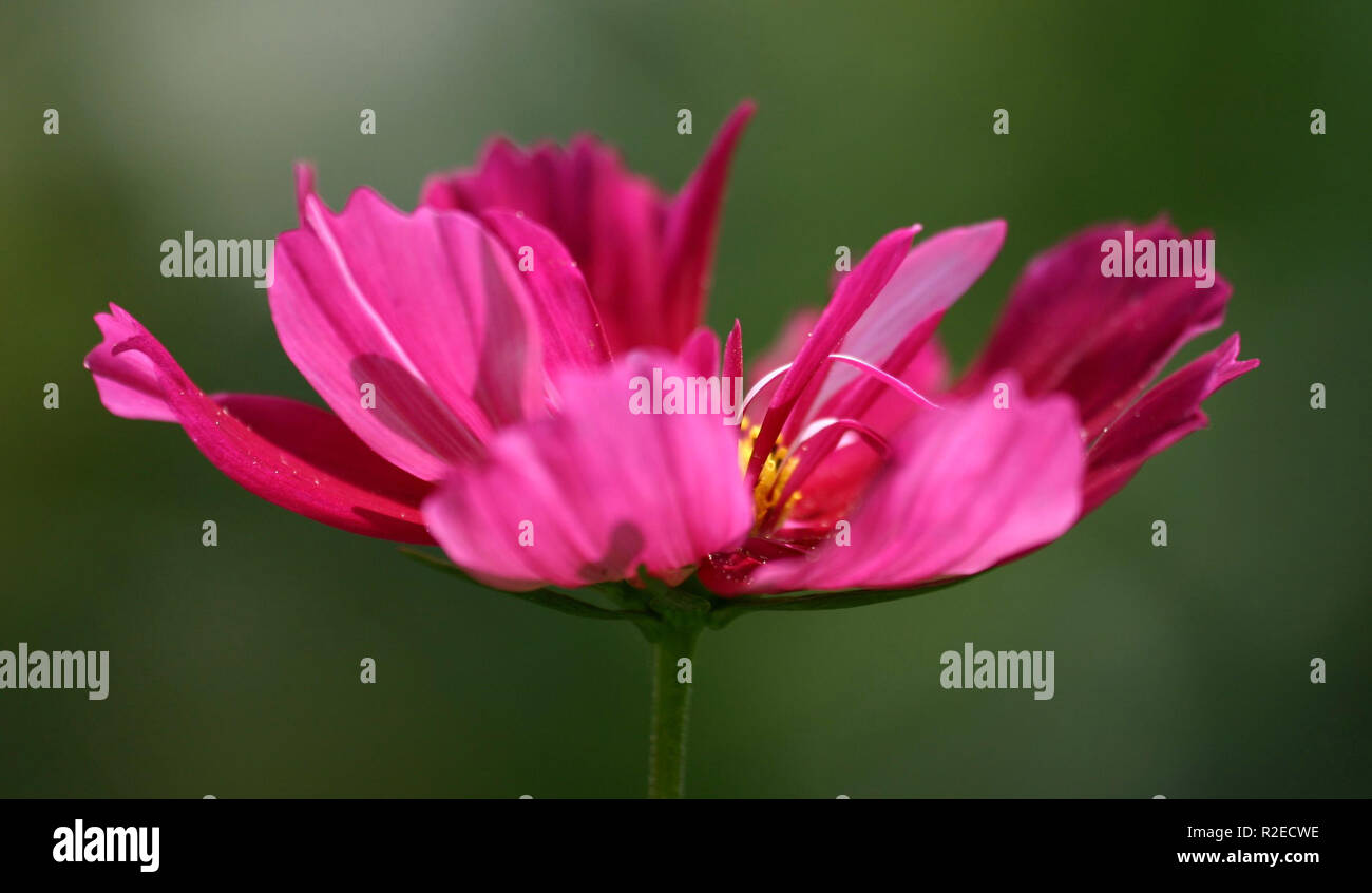 the color pink Stock Photo - Alamy