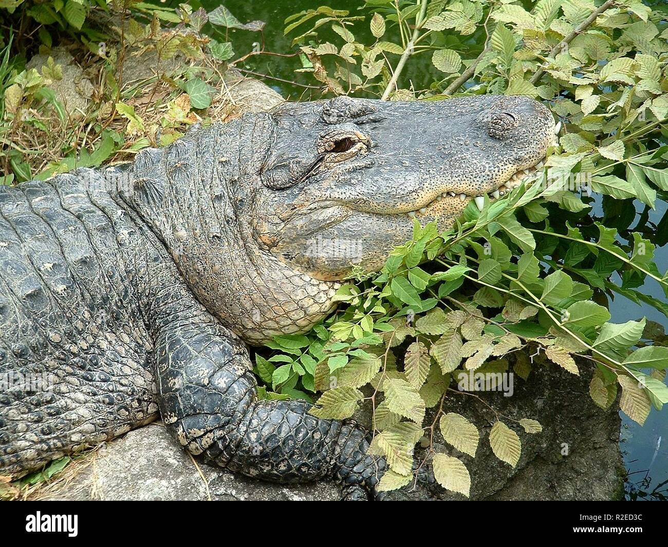 Satt hi-res stock photography and images - Alamy