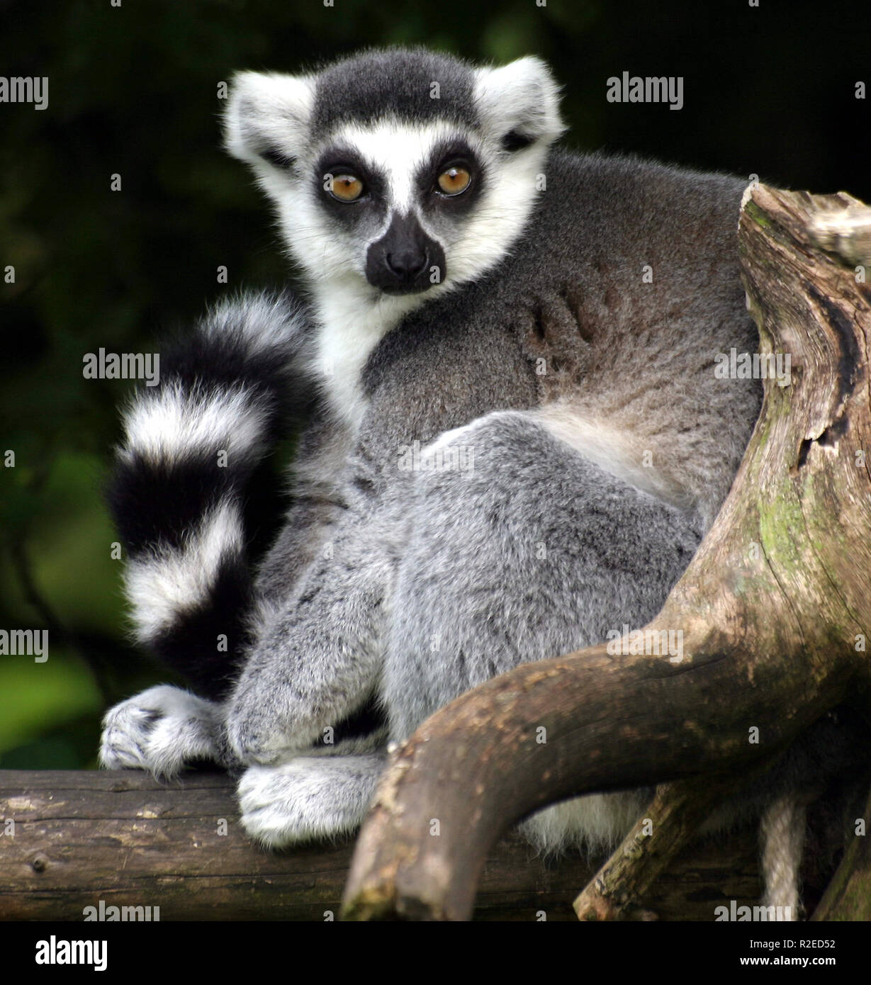 Katta portra t hi-res stock photography and images - Alamy