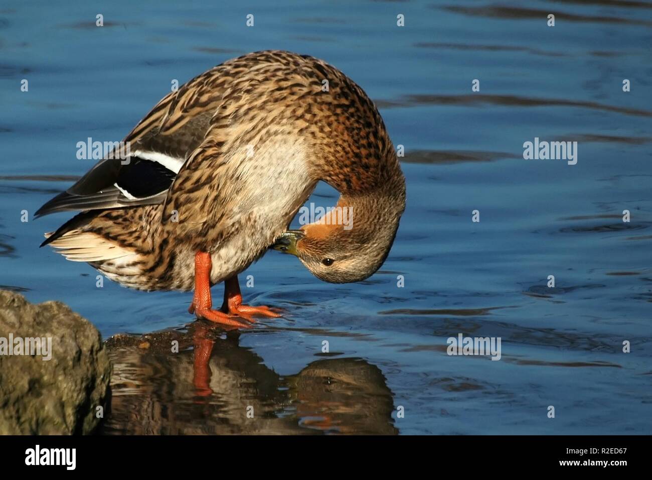 am i beautiful Stock Photo - Alamy
