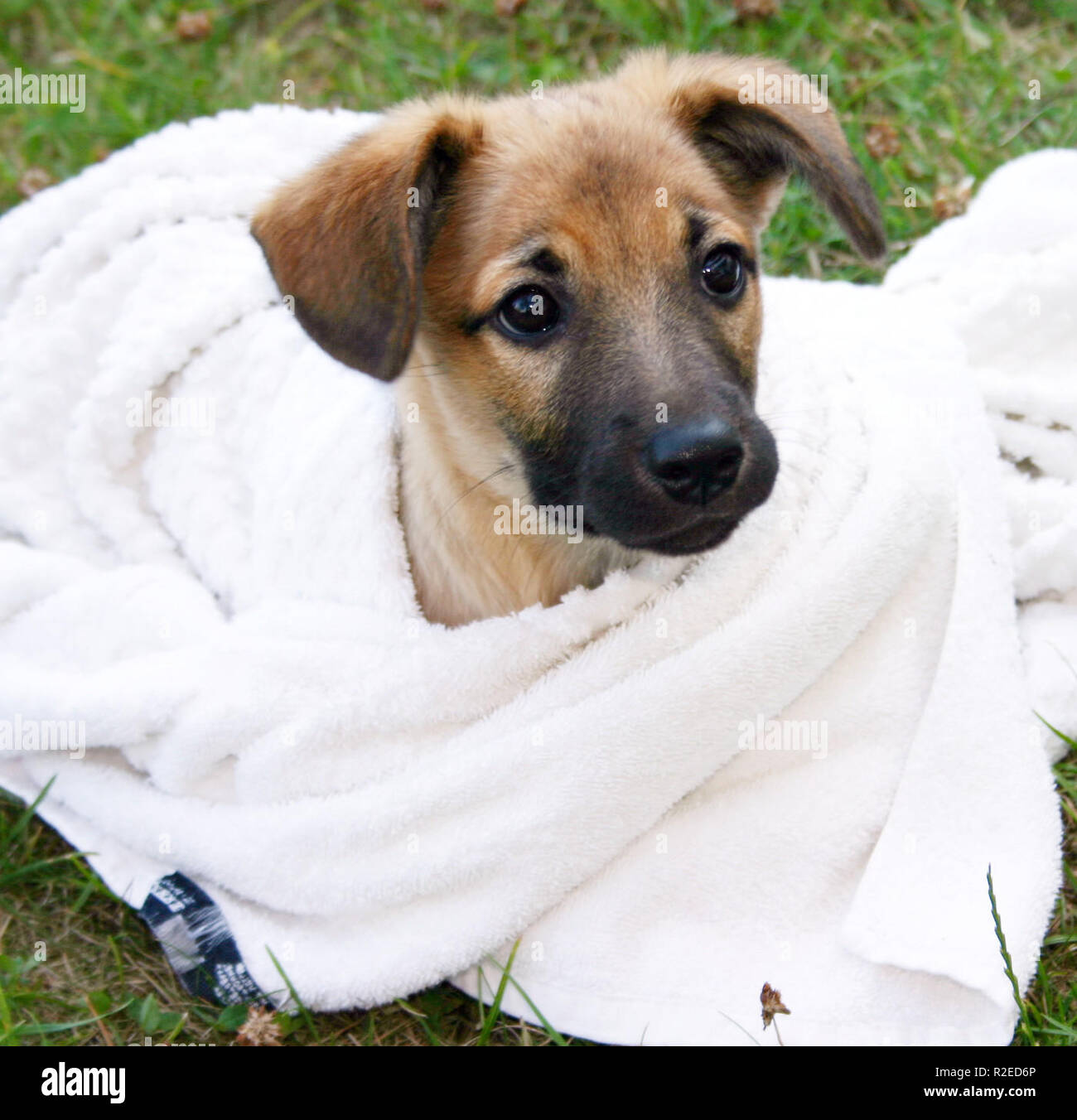 Freshly bathed dog hi-res stock photography and images - Alamy