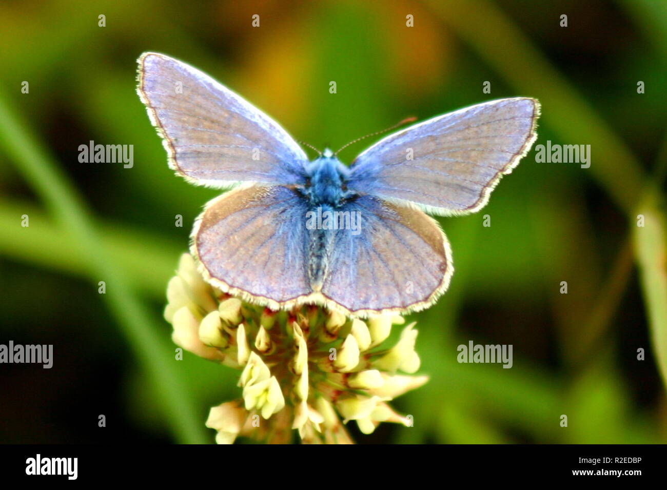 Hauhechelbla uling hi-res stock photography and images - Alamy