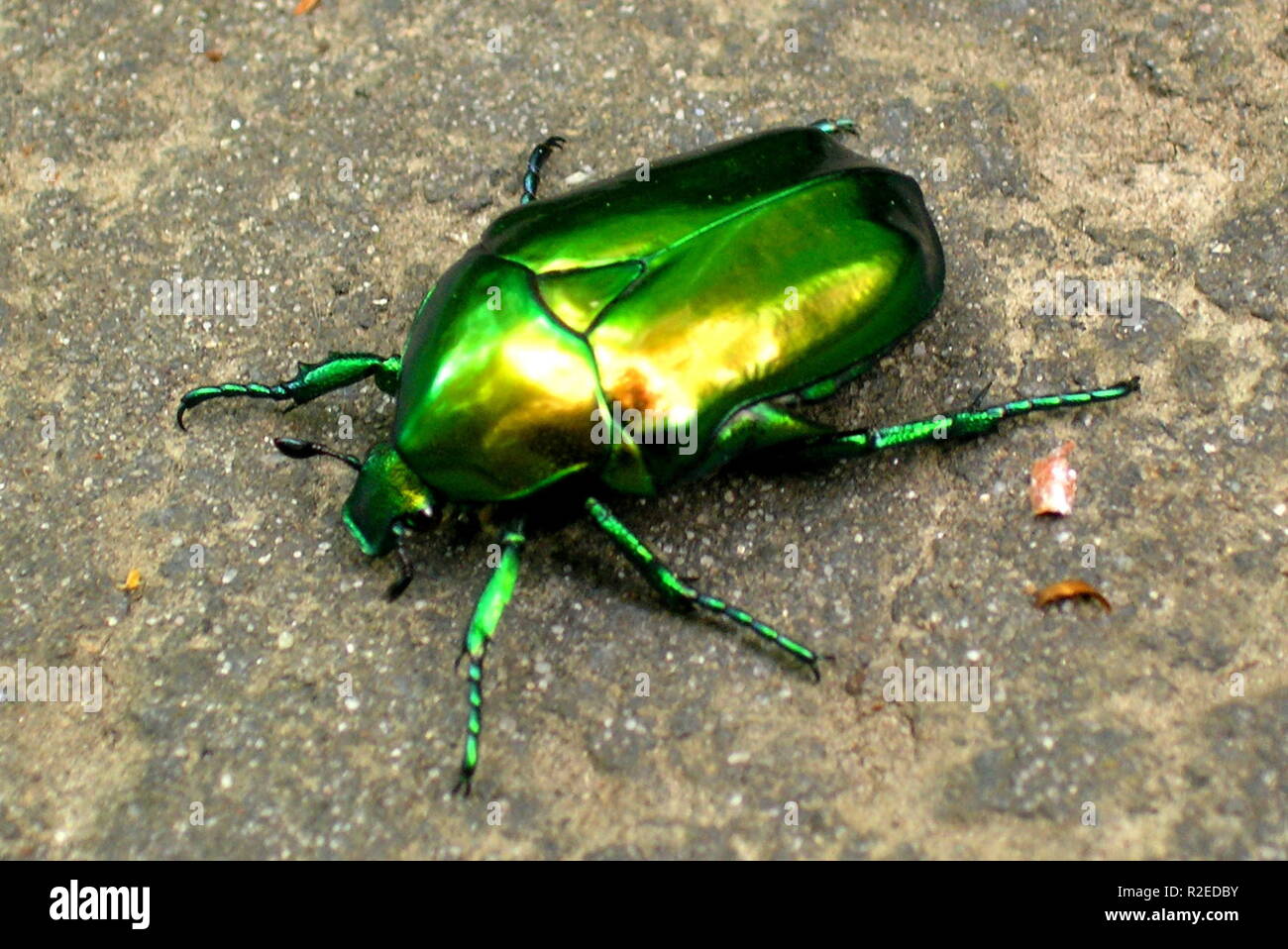 Gold chafer beetle hi-res stock photography and images - Alamy