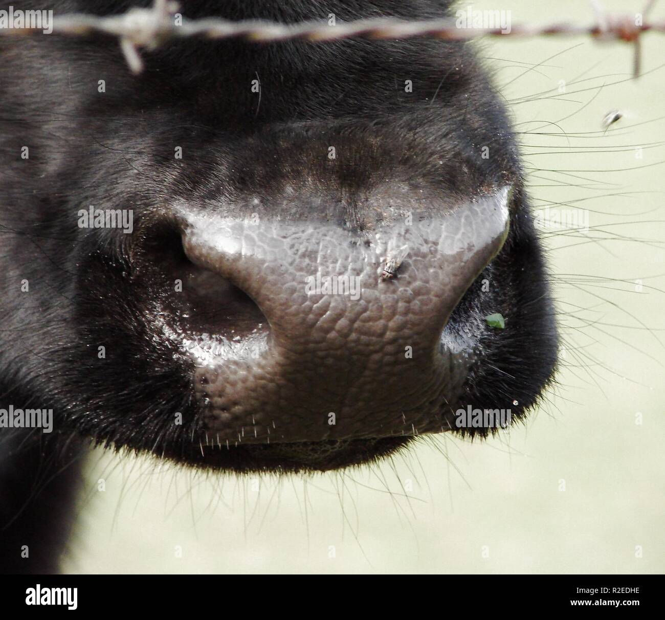 Sassy cow hi-res stock photography and images - Alamy