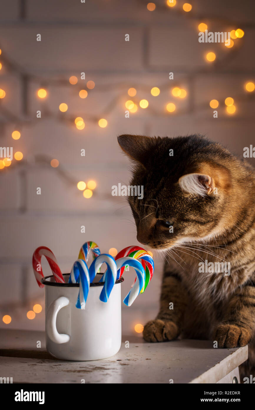 The cat is smelling candy Stock Photo - Alamy