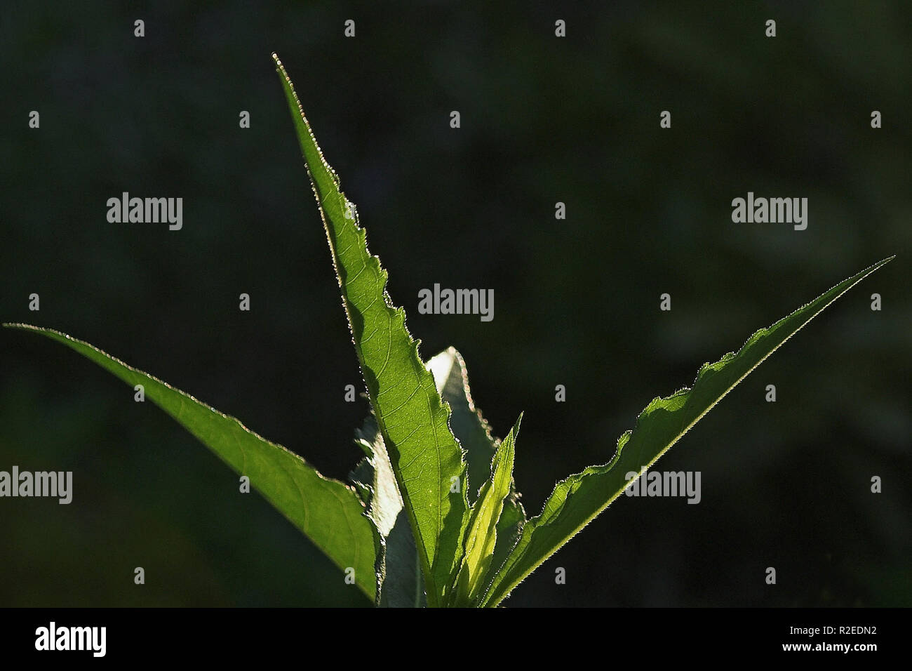 Trident 3 hi-res stock photography and images - Alamy