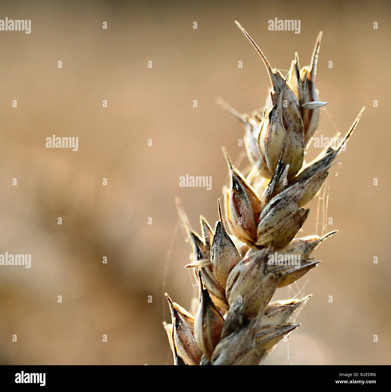 Wheat bowed hi-res stock photography and images - Alamy