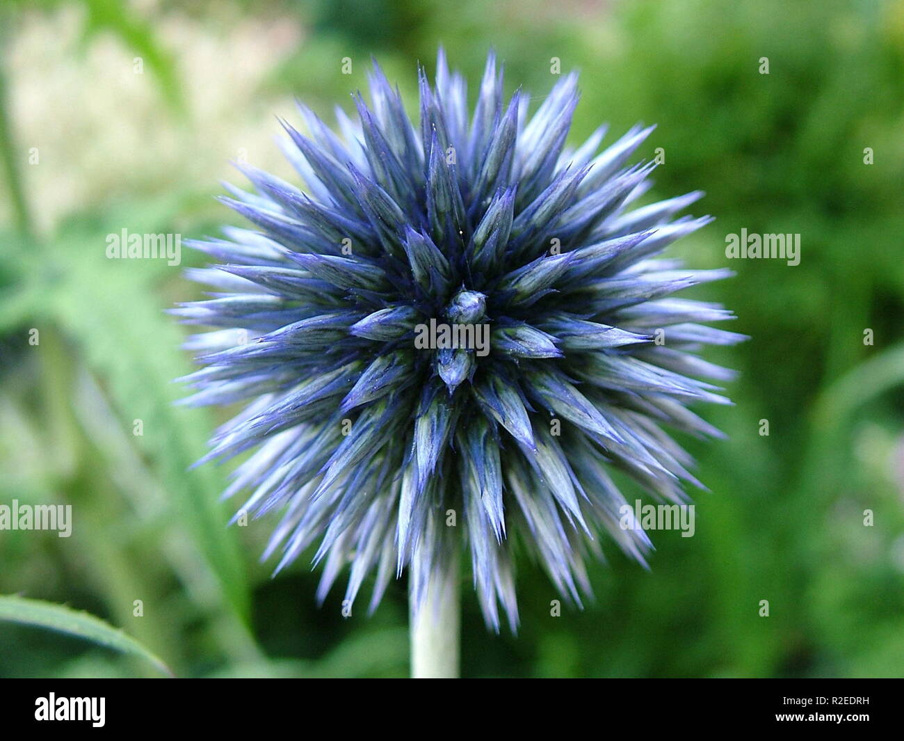 Knights thistle hi-res stock photography and images - Alamy