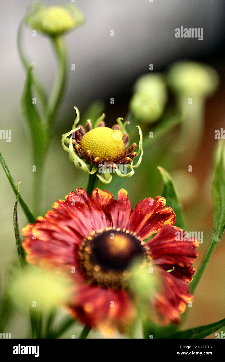 Helenium flowers buds hi-res stock photography and images - Alamy