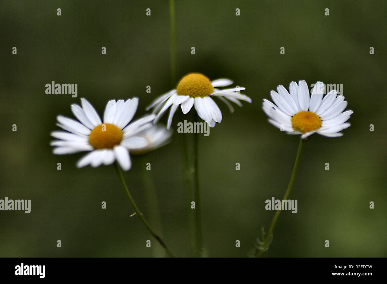 Triplets flower hi-res stock photography and images - Alamy
