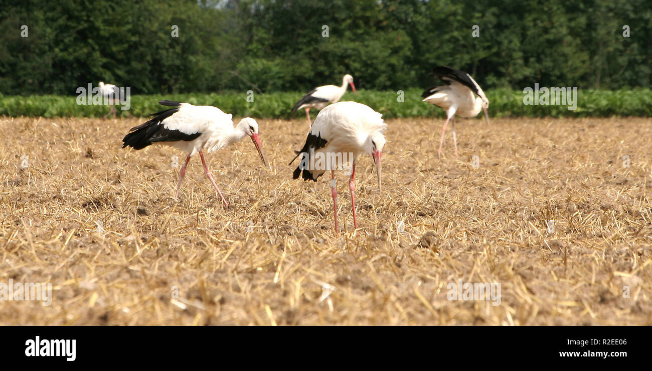 a hazzard Stock Photo - Alamy