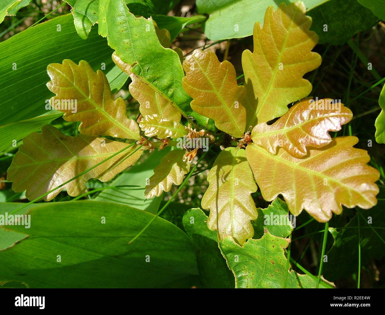 Eichenblatt hi-res stock photography and images - Alamy