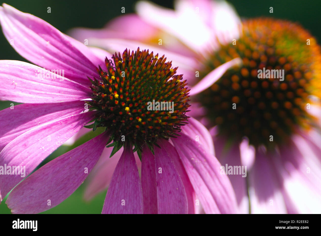 red coneflower - echinacea purpurea Stock Photo - Alamy