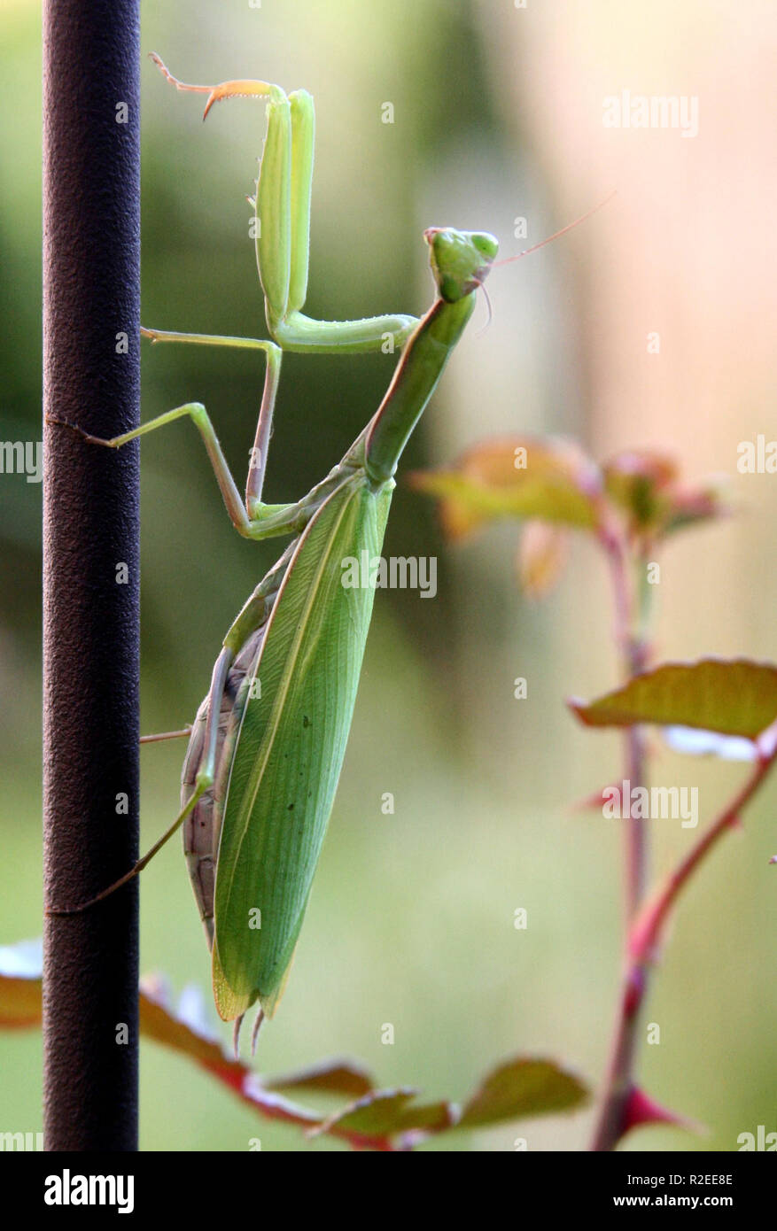 Animals and gardens hi-res stock photography and images - Alamy