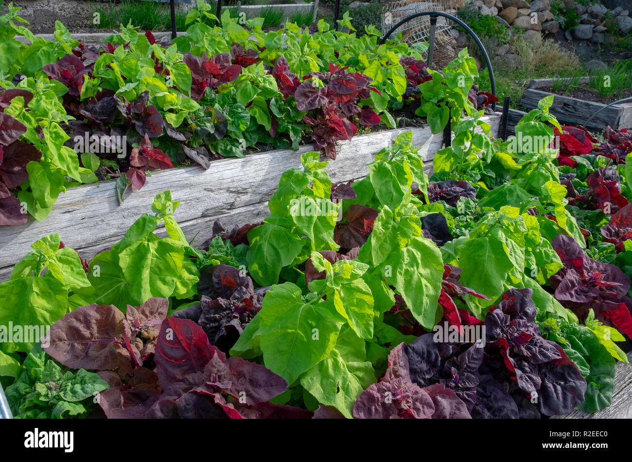 Green and red orach, atripex hortensis, a variety of saltbush related ...