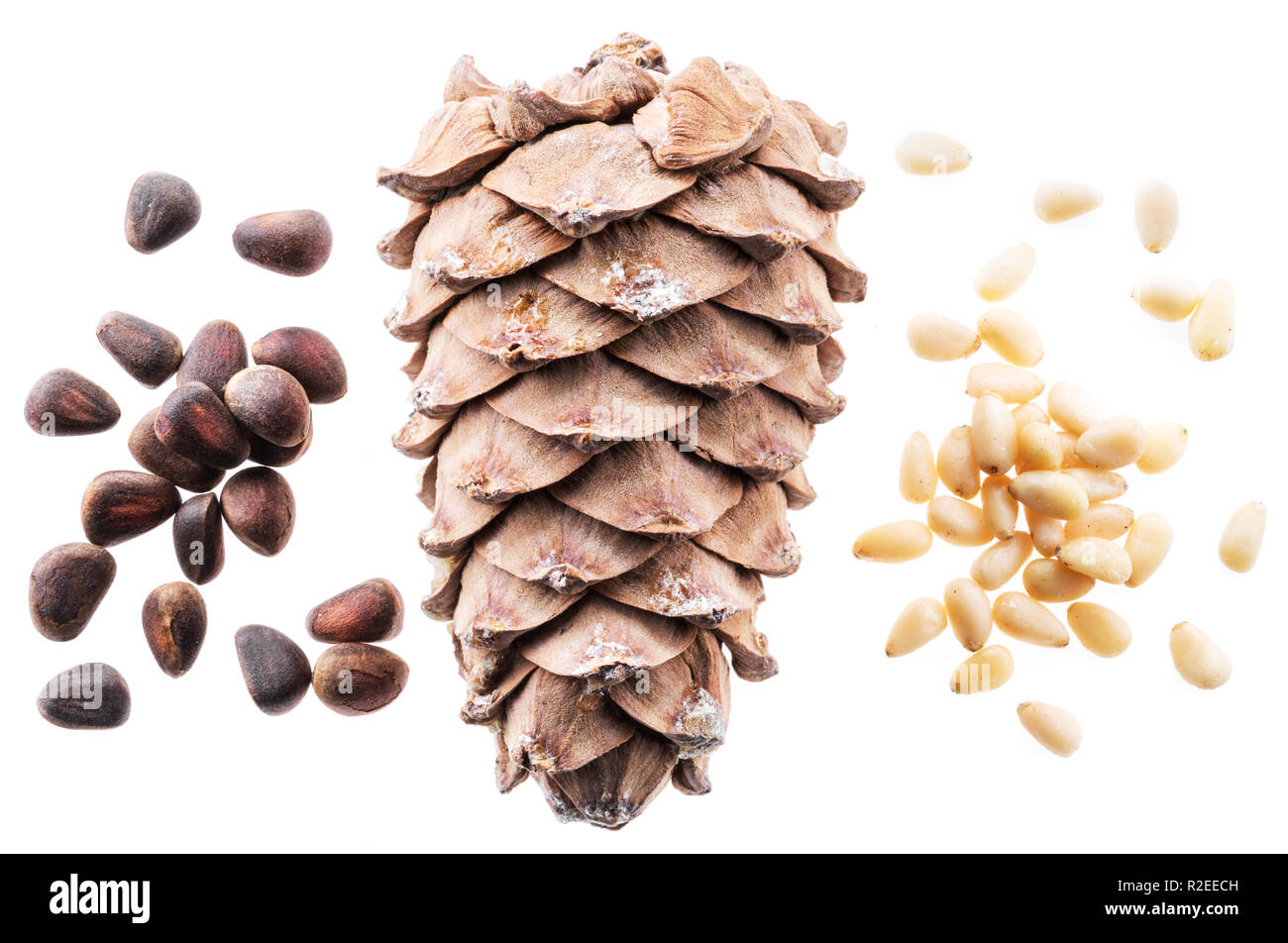 Pine nut cone hi-res stock photography and images - Alamy